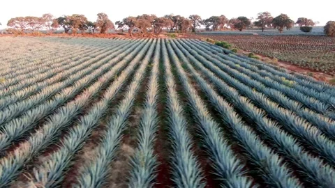 Agave Field Stock Footage ~ Royalty Free Stock Videos | Pond5