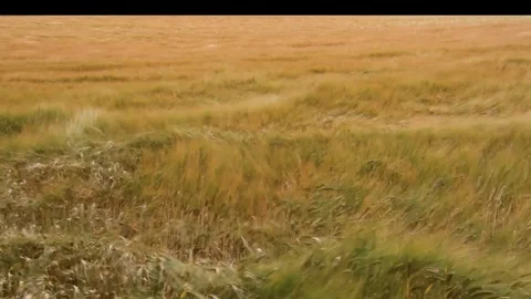 A Field Of Barley Blowing In The August... | Stock Video | Pond5