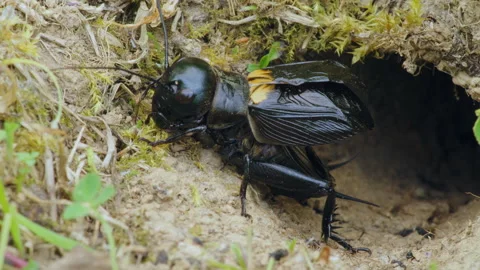 Field cricket (Gryllus campestris) sound... | Stock Video | Pond5