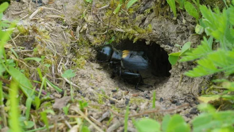 Field cricket (Gryllus campestris) sound... | Stock Video | Pond5