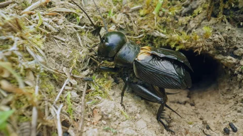 Field cricket (Gryllus campestris) sound... | Stock Video | Pond5