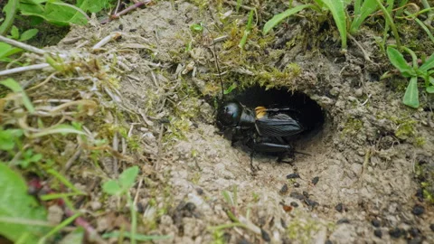 Field cricket (Gryllus campestris) sound... | Stock Video | Pond5