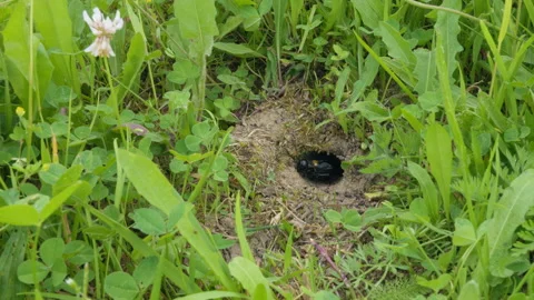Field cricket (Gryllus campestris) sound... | Stock Video | Pond5