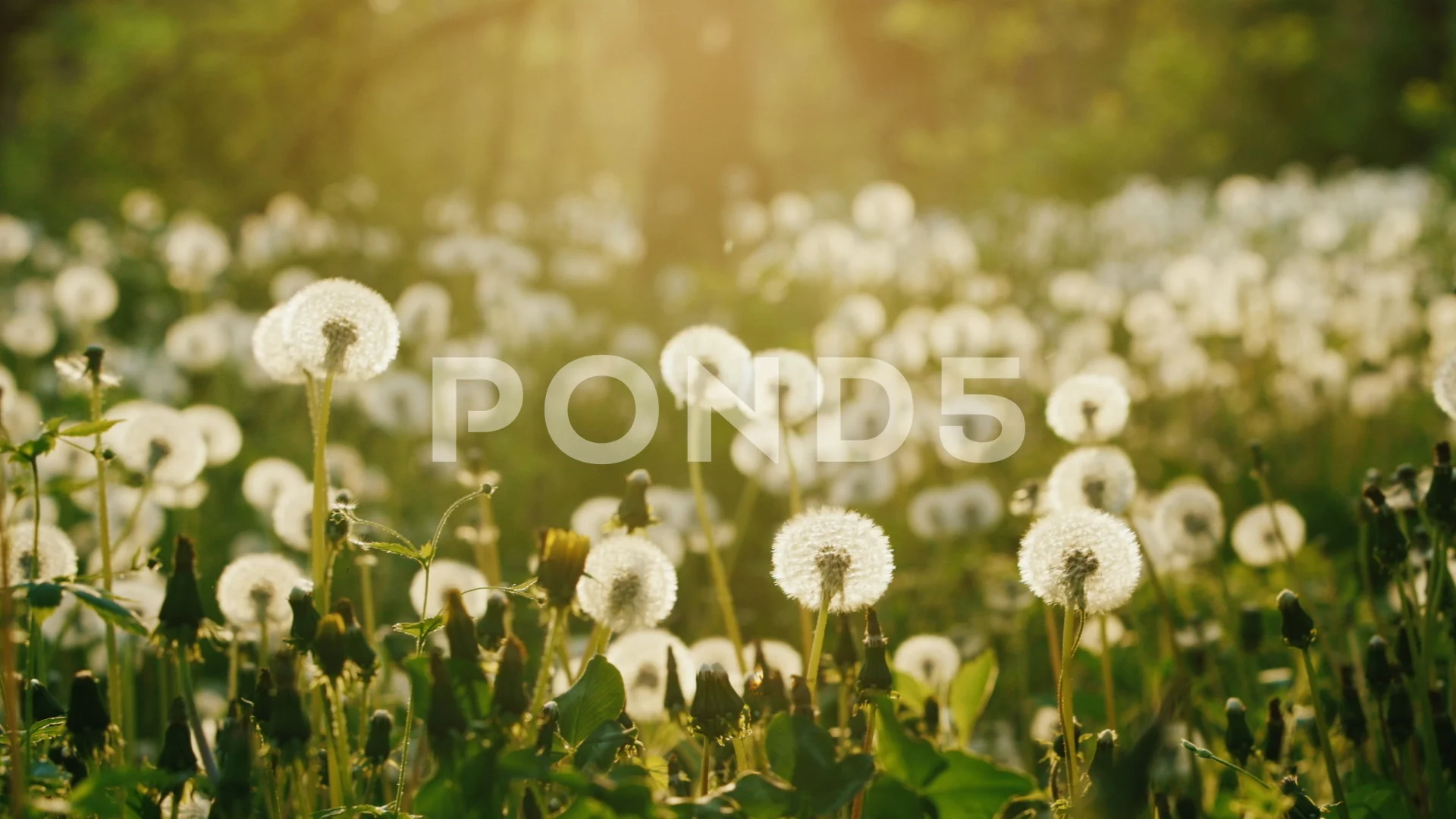 Dandelion Field Sunset