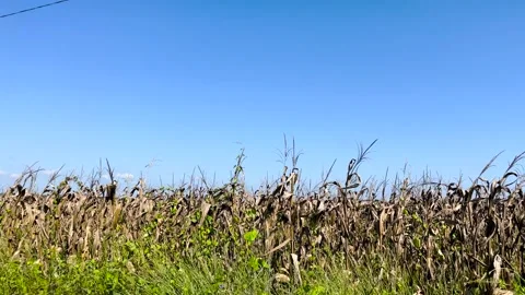 Field of dead corn stalks in rural Georg... | Stock Video | Pond5