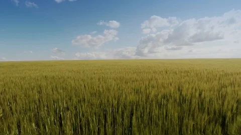Field of green millet with sky in the ba... | Stock Video | Pond5