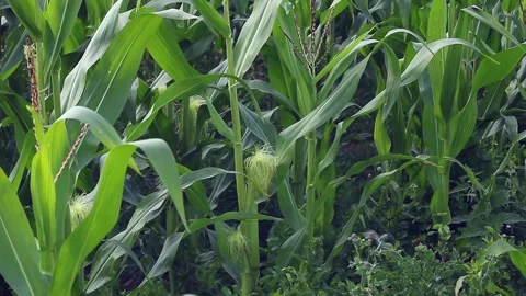 Field of growing corn in Yorkshire Engla... | Stock Video | Pond5
