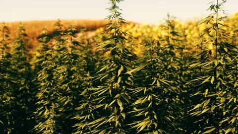 Cannabis Field Stock Footage ~ Royalty Free Stock Videos | Pond5