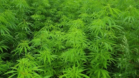 Soil Productions Stock Videos – Royalty-Free HD & 4K Videos