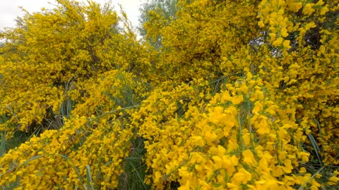 Field of Invasive Scotch Broom Plants 4K... | Stock Video | Pond5