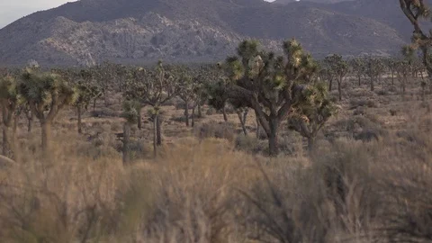 Field of Joshua Trees with mountains in ... | Stock Video | Pond5