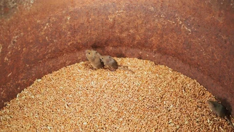 Field mice in a barrel of wheat close-up... | Stock Video | Pond5