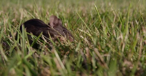 Field Mouse Stock Footage ~ Royalty Free Stock Videos | Pond5