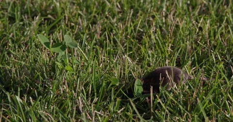 Field Mouse Stock Footage ~ Royalty Free Stock Videos | Pond5