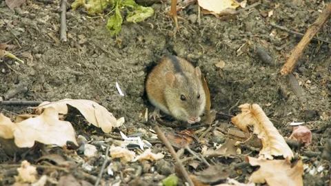 Hungry In Sign Stock Videos – Royalty-Free HD & 4K Videos | Page 2