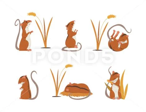 Field Mouse as Small Rodent with Long Tail and Dorsal Black Stripe ...