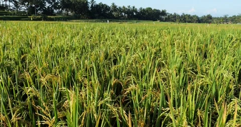 Field of ripening rice, grains are turni... | Stock Video | Pond5