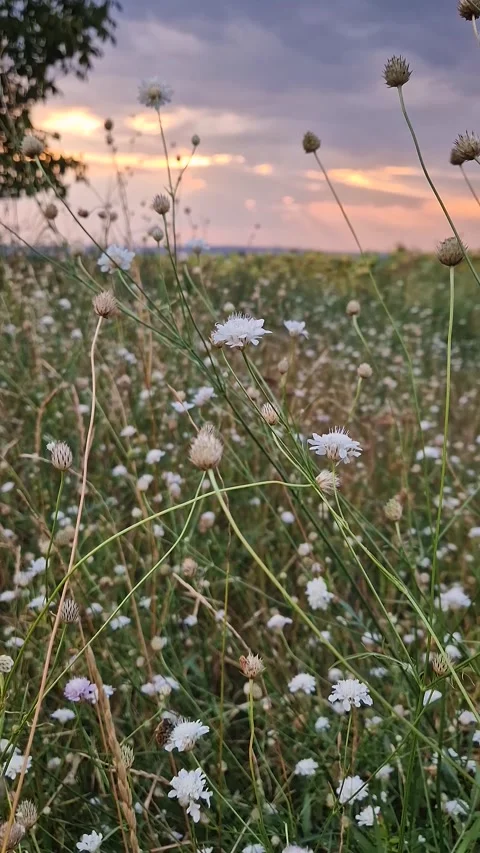 Steppe Flowers Stock Videos – Royalty-Free HD & 4K Videos