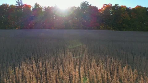 Field of soybean before harvest. Inspect... | Stock Video | Pond5