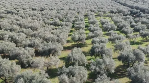 Field of very tall centuries-old olive t... | Stock Video | Pond5