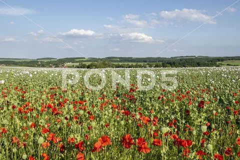 Field with Waldviertel grey poppy opium poppy Papaver somniferum Lower ...