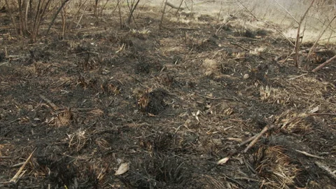 Field wildfire aftermath close-up 4K sli... | Stock Video | Pond5