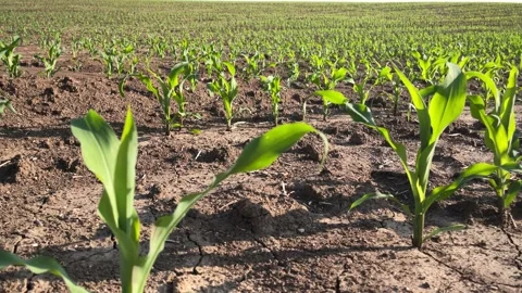 Fields of corn under sun light 4K slidin... | Stock Video | Pond5
