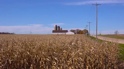 Corn Wave Sky Stock Videos – Royalty-Free HD & 4K Videos