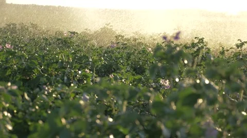 Potato Stock Video Footage | Royalty Free Potato Videos | Pond5