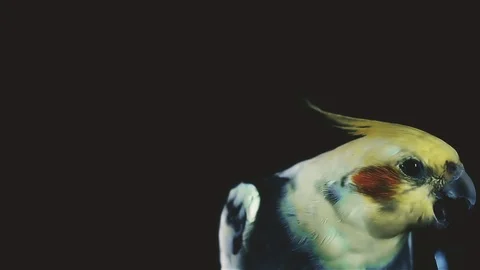 Fierce bird close-up on black background | Stock Video | Pond5