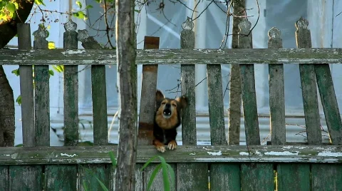 Wolfhound Stock Video Footage | Royalty Free Wolfhound Videos | Pond5