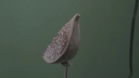 Fig rotating with loop on green screen f... | Stock Video | Pond5