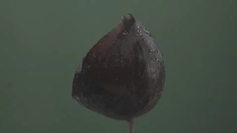 Fig rotating with loop on green screen f... | Stock Video | Pond5