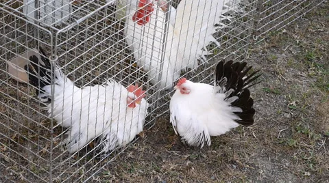 Bantam Stock Footage ~ Royalty Free Stock Videos | Pond5