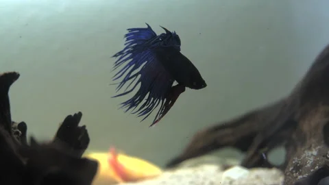 Fighting Fish Show Stock Videos – Royalty-Free HD & 4K Videos | Pond5