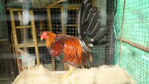 Fighting Rooster Stock Video Footage | Royalty Free Fighting Rooster ...