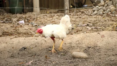 Fighting Rooster Stock Video Footage | Royalty Free Fighting Rooster ...