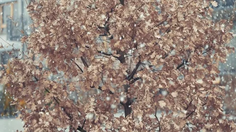 Fights snow swirls slowly falling on dry... | Stock Video | Pond5