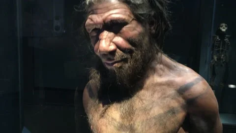 Figure of Neanderthal man in Natural His... | Stock Video | Pond5