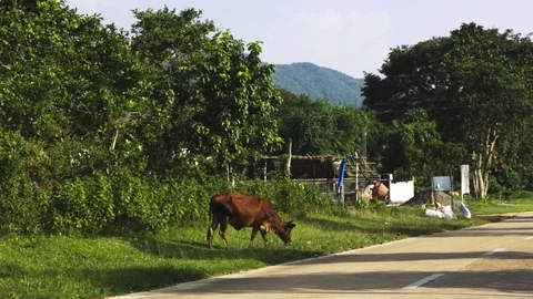 Filipino cow eating grass along the road... | Stock Video | Pond5
