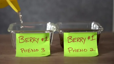 Cannabis Germination Stock Footage ~ Royalty Free Stock Videos | Pond5