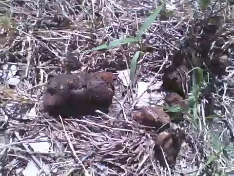 Filming 3 dog shit around, the poop was ... | Stock Video | Pond5