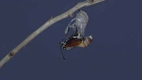 Filming on a blue screen of a Monarch Bu... | Stock Video | Pond5