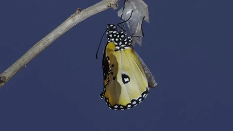 Filming on a blue screen of a Monarch Bu... | Stock Video | Pond5