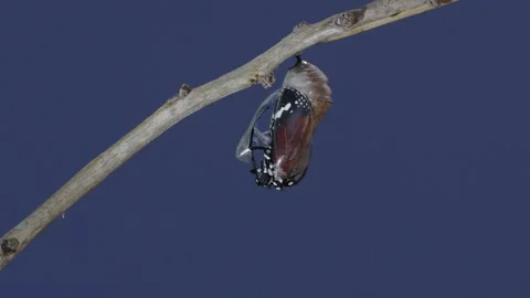 Filming on a blue screen of a Monarch Bu... | Stock Video | Pond5