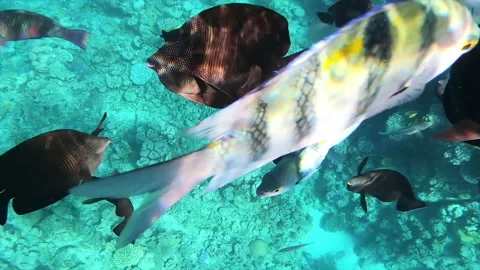 Filming under water. Underwater shooting... | Stock Video | Pond5