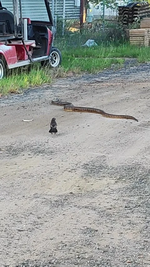 Finding The Next Stock Videos – Royalty-Free HD & 4K Videos