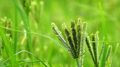 Finger Millet Crop Stock Videos – Royalty-Free HD & 4K Videos | Pond5
