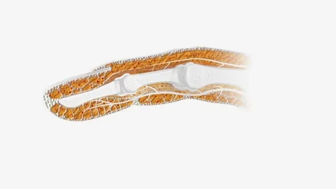 Fingernail Cross Section of Tissue | Stock Video | Pond5