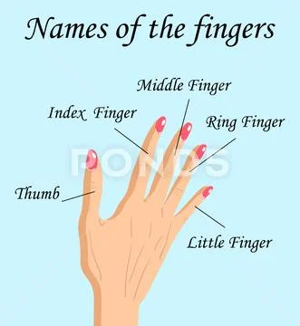 Fingers Names of Human Body Parts, vector cartoon illustration of human ...